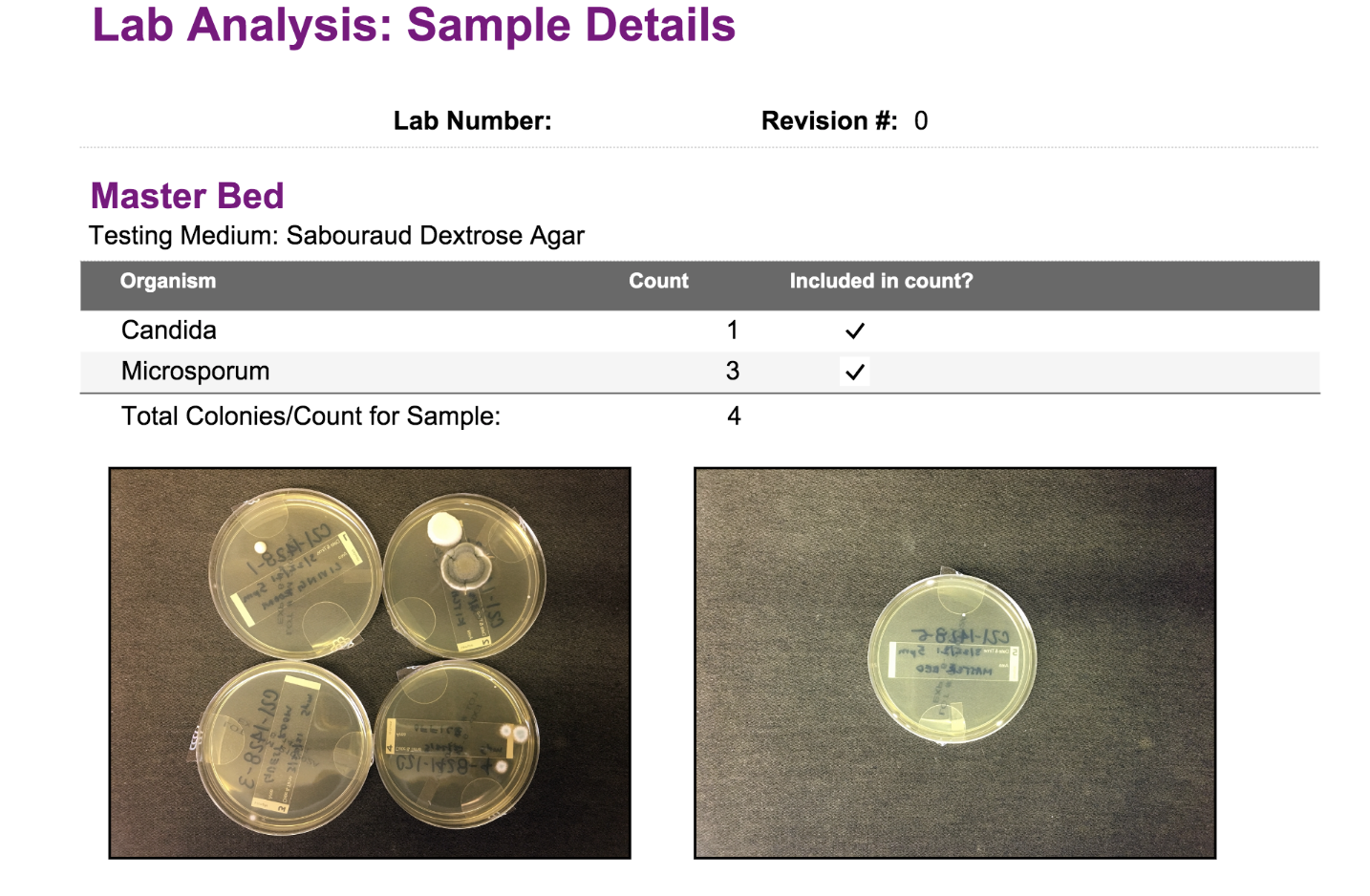 How To Test Your Home For Mold | Cait Crowell